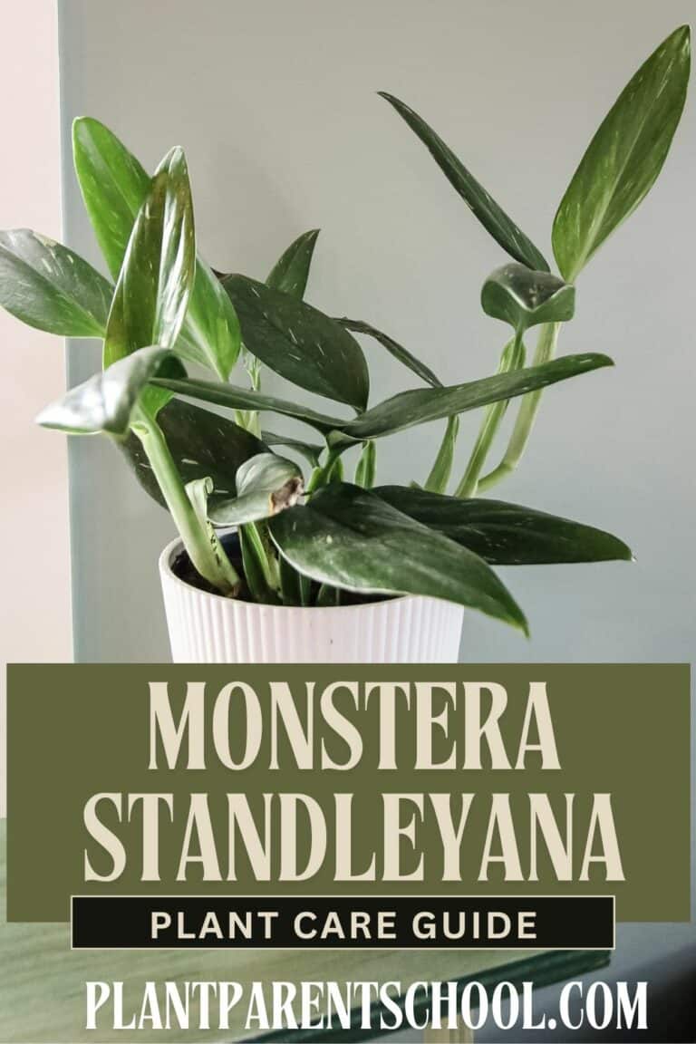 Monstera Standleyana Plant Care Guide - Plant Parent School