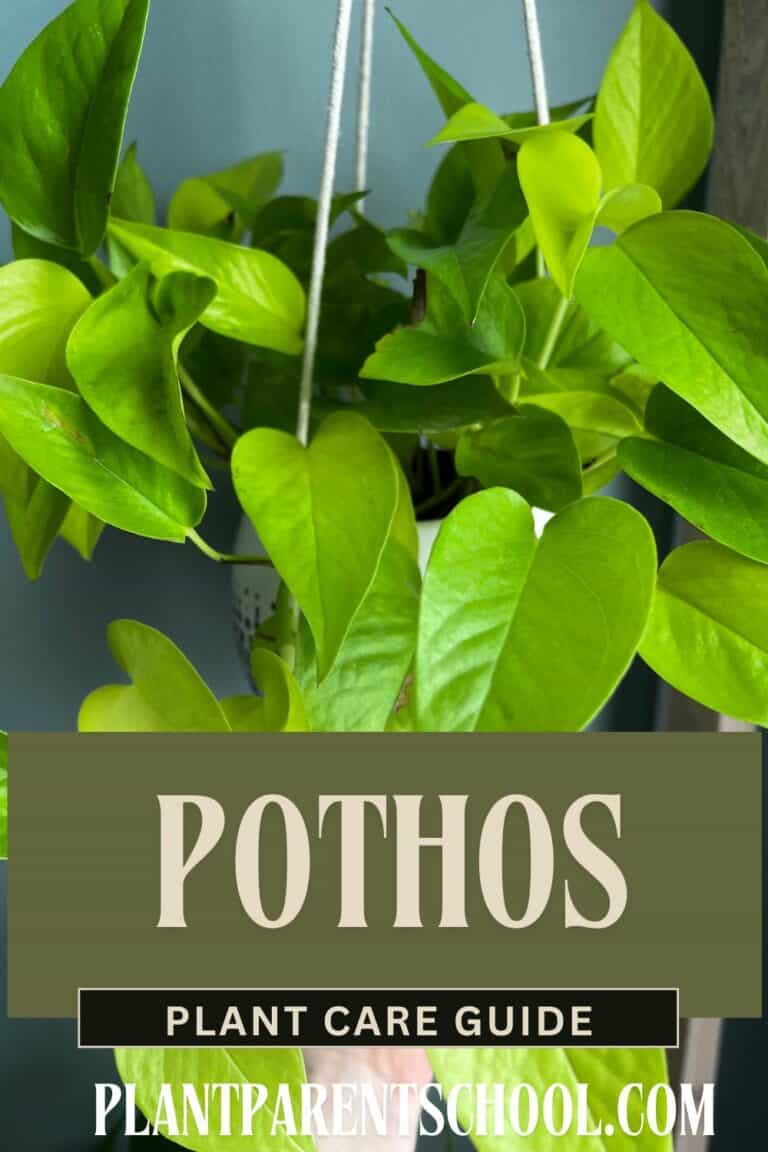 Pothos Plant Care Guide - Plant Parent School