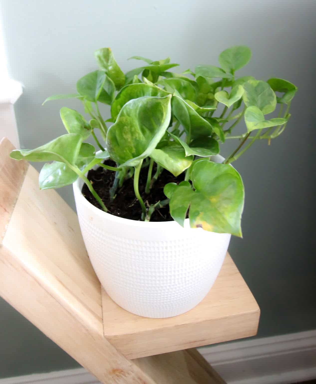 Lemon Meringue Pothos Plant Care Guide