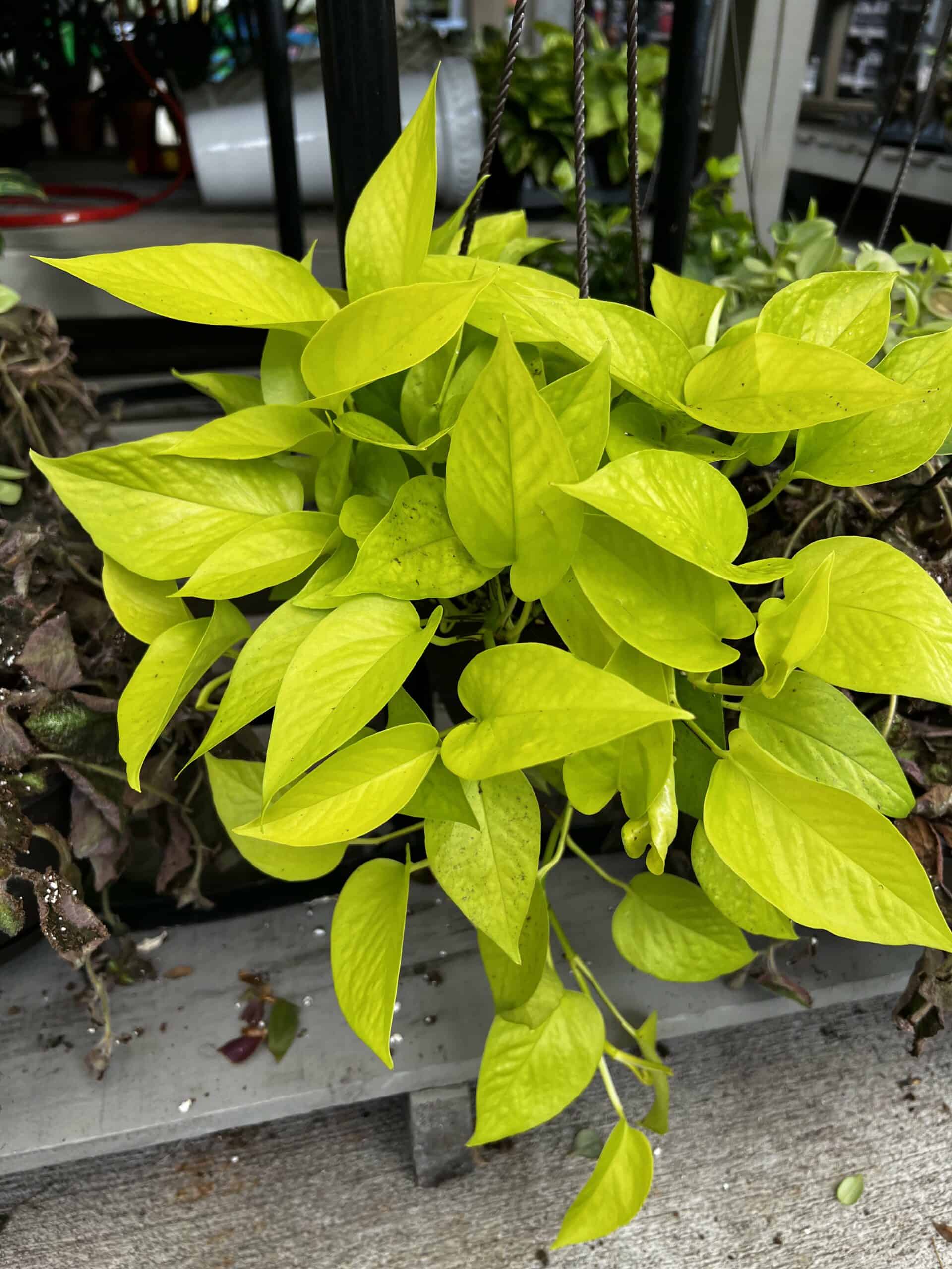 Pothos Plant Care Guide - Plant Parent School