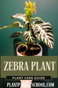Zebra Plant Care Guide - Plant Parent School