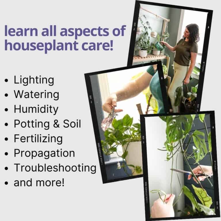 Say Goodbye to Plant Care Stress and Hello to Thriving Houseplants ...