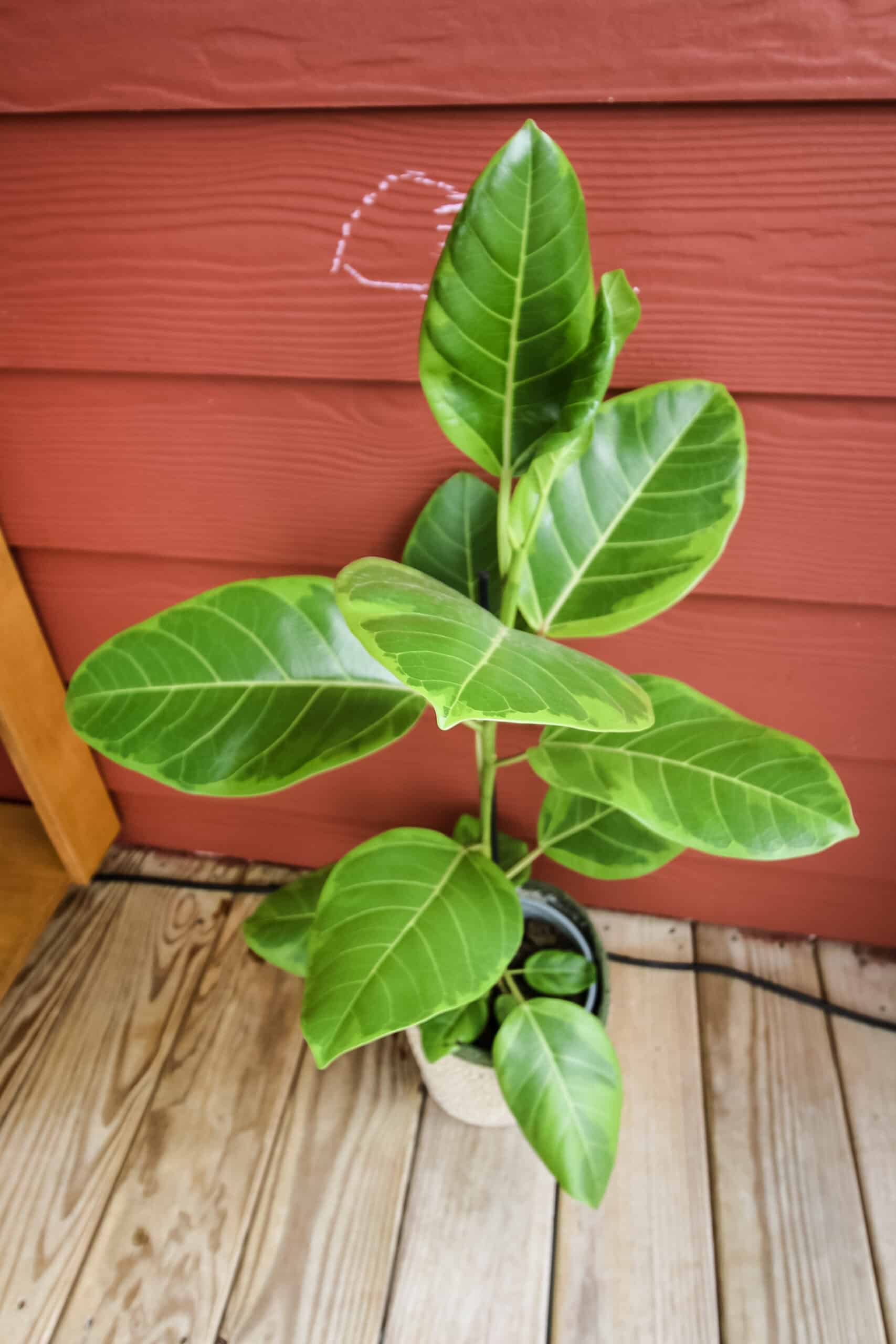 Ficus Altissima “little gem” plant care guide - Thanks for visiting ...