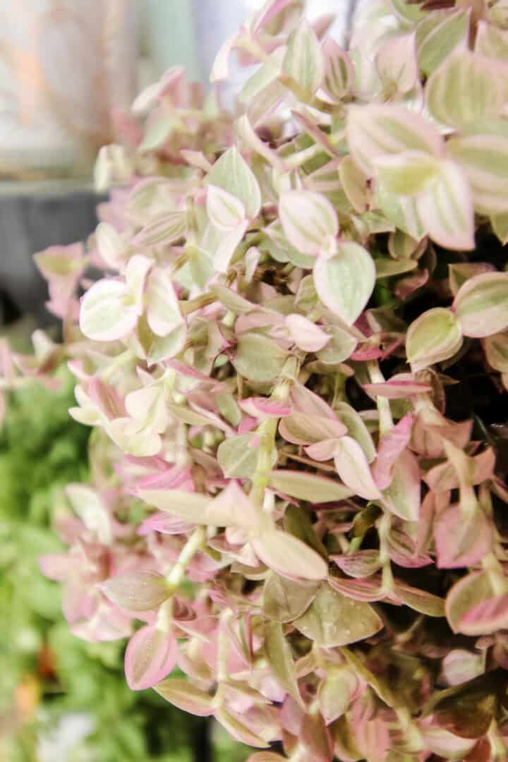 Callisia repens 'Pink Lady' Care Guide - Plant Parent School