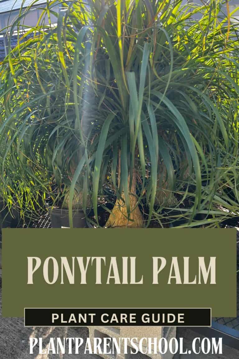 Ponytail Palm Care Guide - Plant Parent School