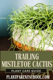 Trailing Mistletoe Cactus Care Guide - Plant Parent School