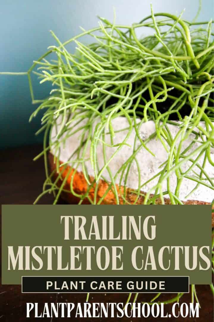 Trailing Mistletoe Cactus Care Guide - Plant Parent School