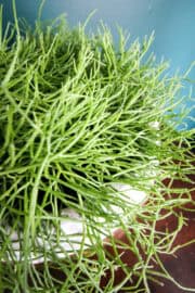 Trailing Mistletoe Cactus Care Guide - Plant Parent School
