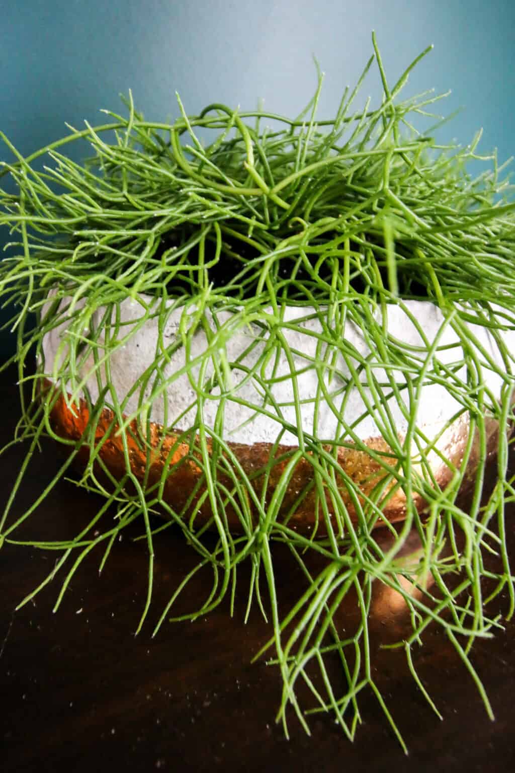Trailing Mistletoe Cactus Care Guide - Plant Parent School