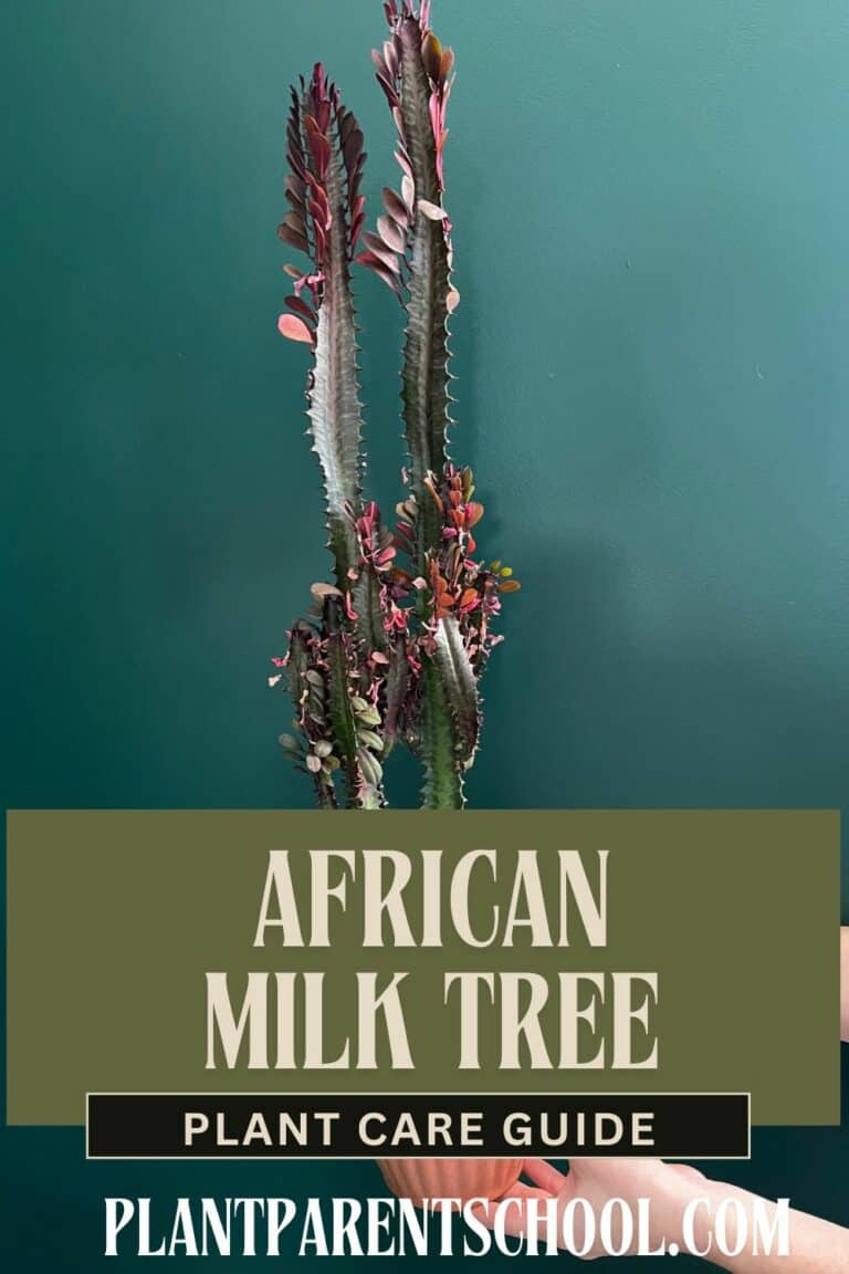 African Milk Tree Care Guide - Plant Parent School