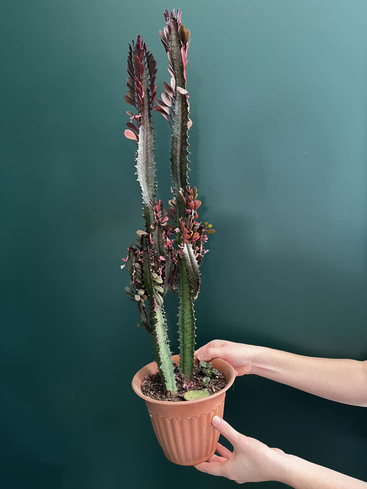 African Milk Tree Care Guide - Plant Parent School