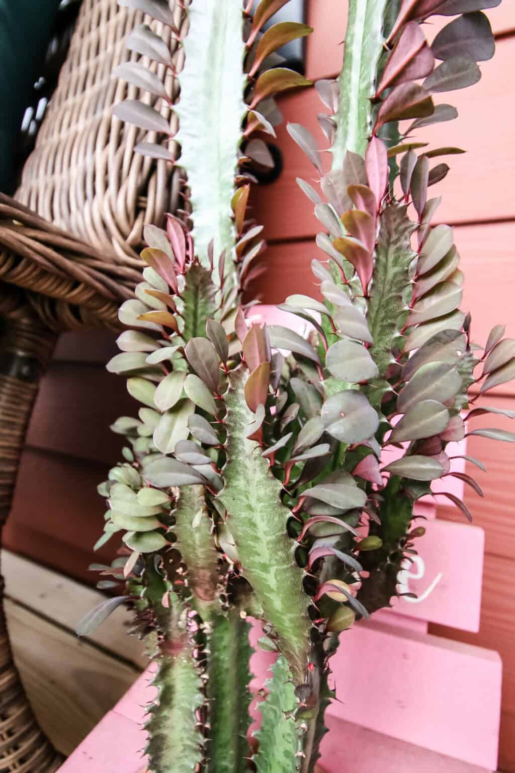 African Milk Tree Care Guide - Plant Parent School