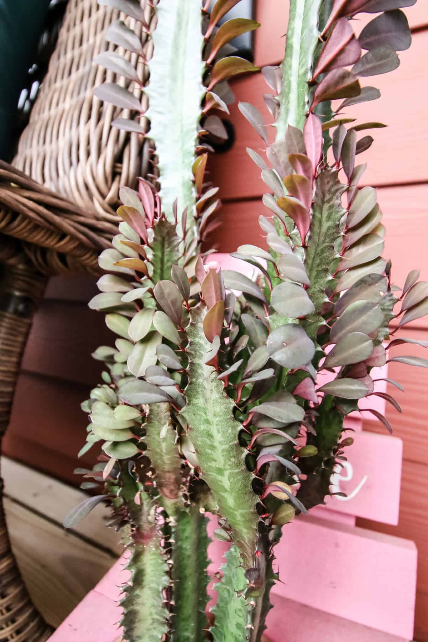 African Milk Tree Care Guide - Plant Parent School